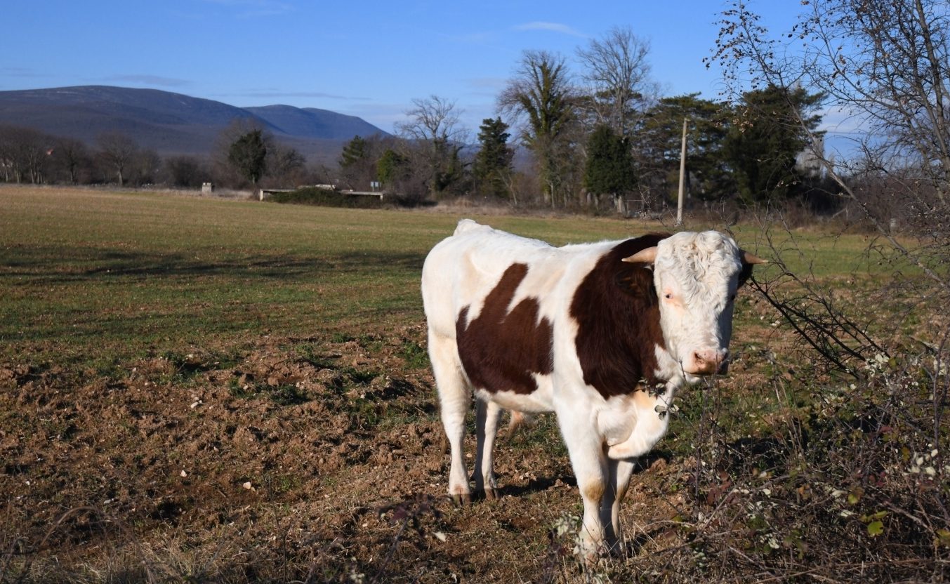 ČAVLI Krava nastradala u naletu na osobno vozilo | Riportal