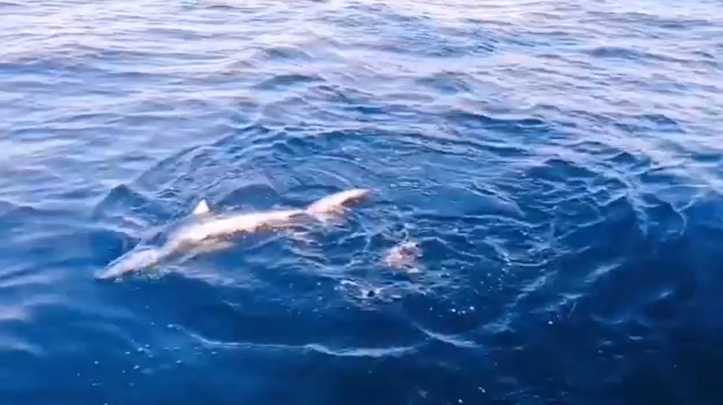 'Zadnji napad je bio 2008.': Koliko je morskih pasa u Jadranu? Ove 3 vrste su opasne za ljude ...