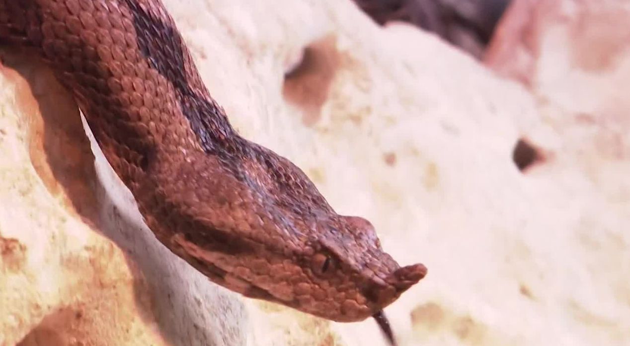 Sve je više susreta sa zmijama. Što uopće učiniti ako dođe do ugriza ...