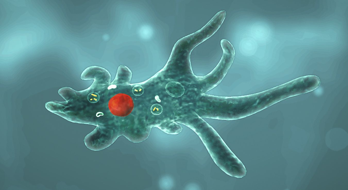 Dječak preminuo od rijetke i opasne amebe koja jede moždano tkivo ...