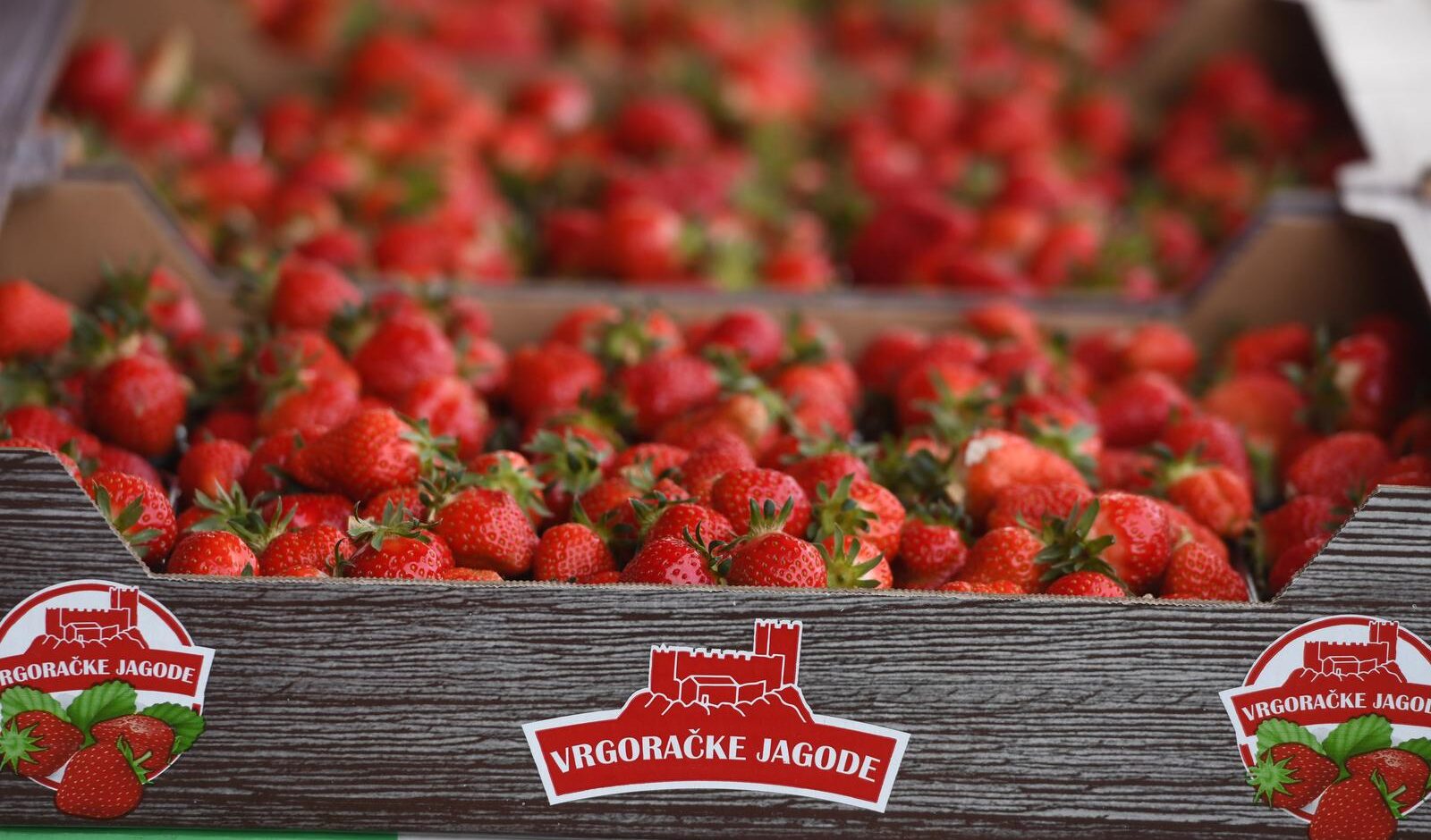 Pogledajte na koji način razlikovati vrgoračke jagode od uvoznih | Riportal