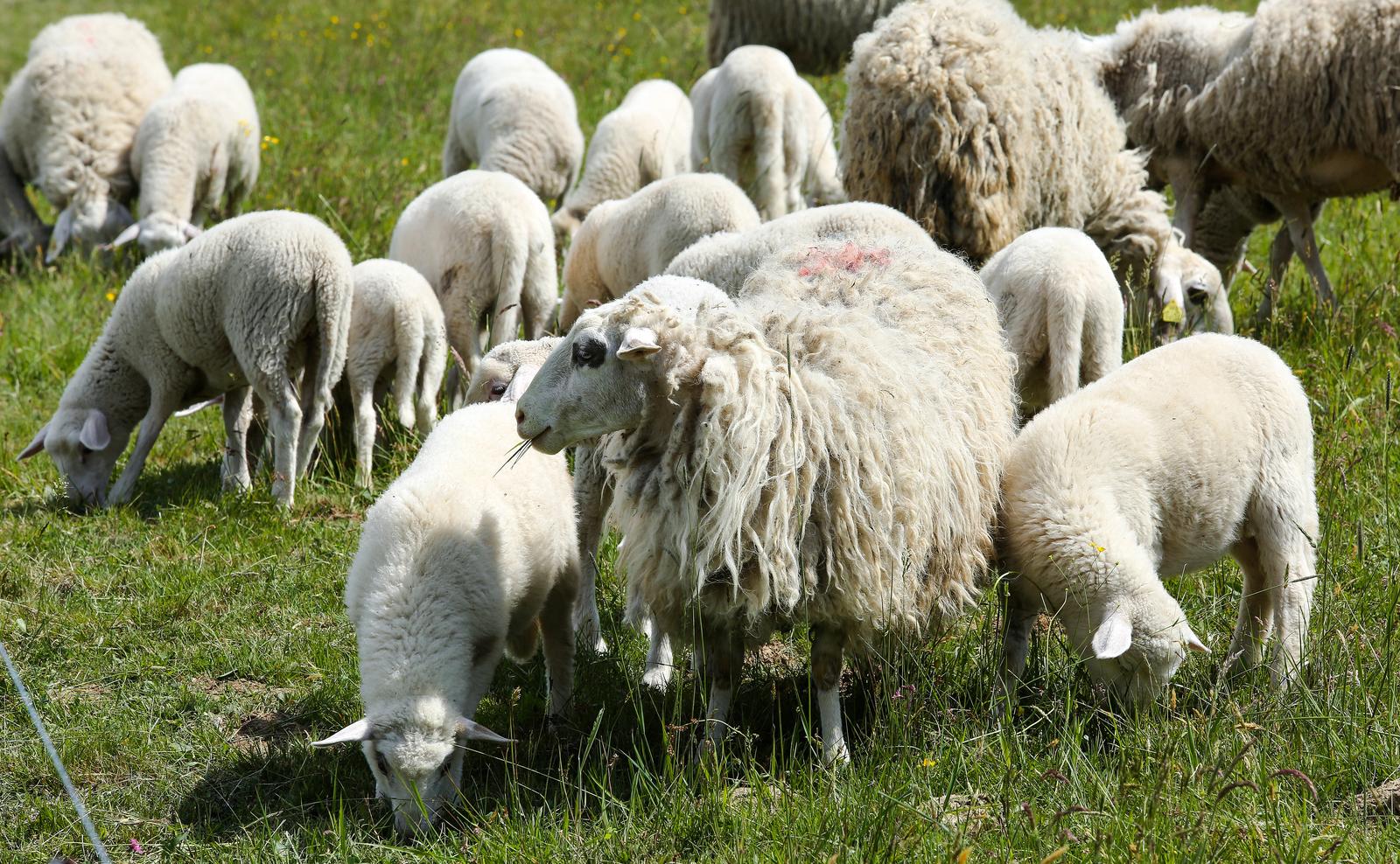 IMA I TOGA: Starici (78) na Malom Lošinju s pašnjaka ukrali ovce i ...