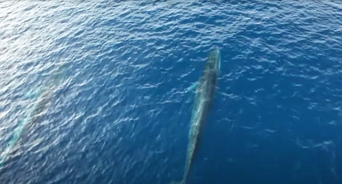 'Ostali smo hipnotizirani': Čaroban prizor snimljen kod Visa, Jadran ...