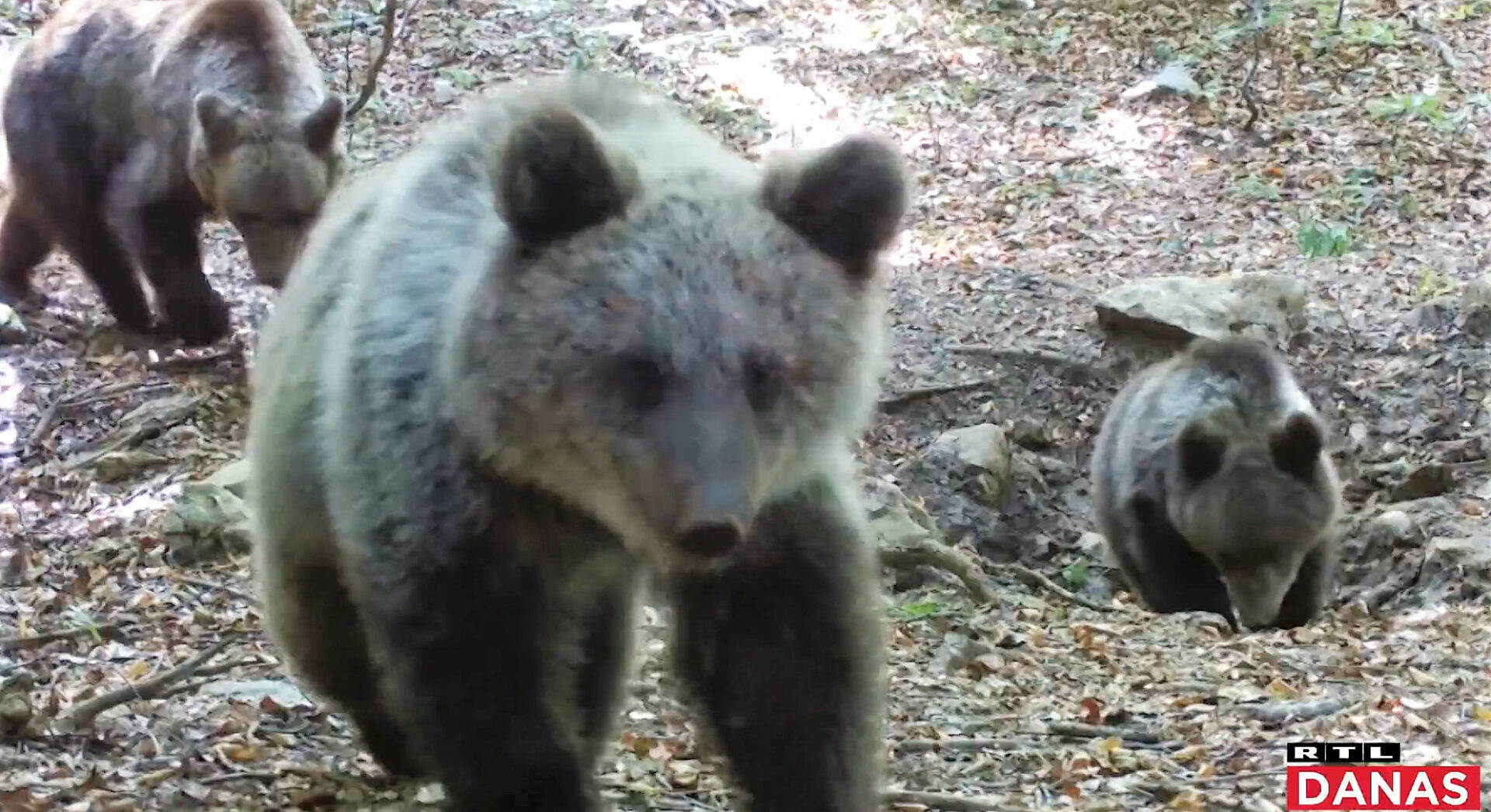 Medvjed ubio dvije ovce kod Crikvenice, lovci obišli teren. Evo što ...