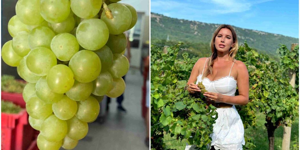 Počela je berba grožđa, a u Pavlomiru kod Novog Vinodolskog slađe je no ...