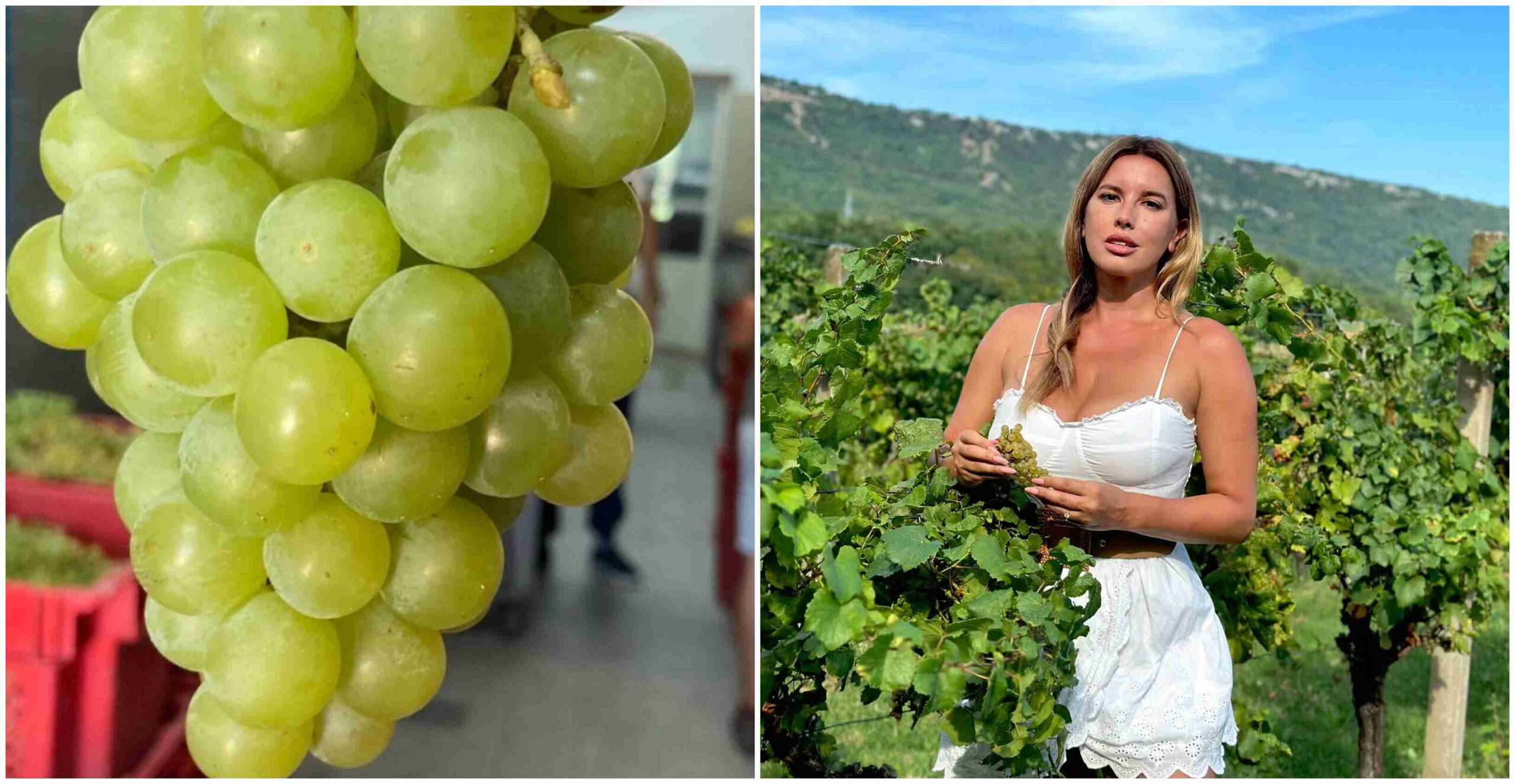 Počela je berba grožđa, a u Pavlomiru kod Novog Vinodolskog slađe je no ...