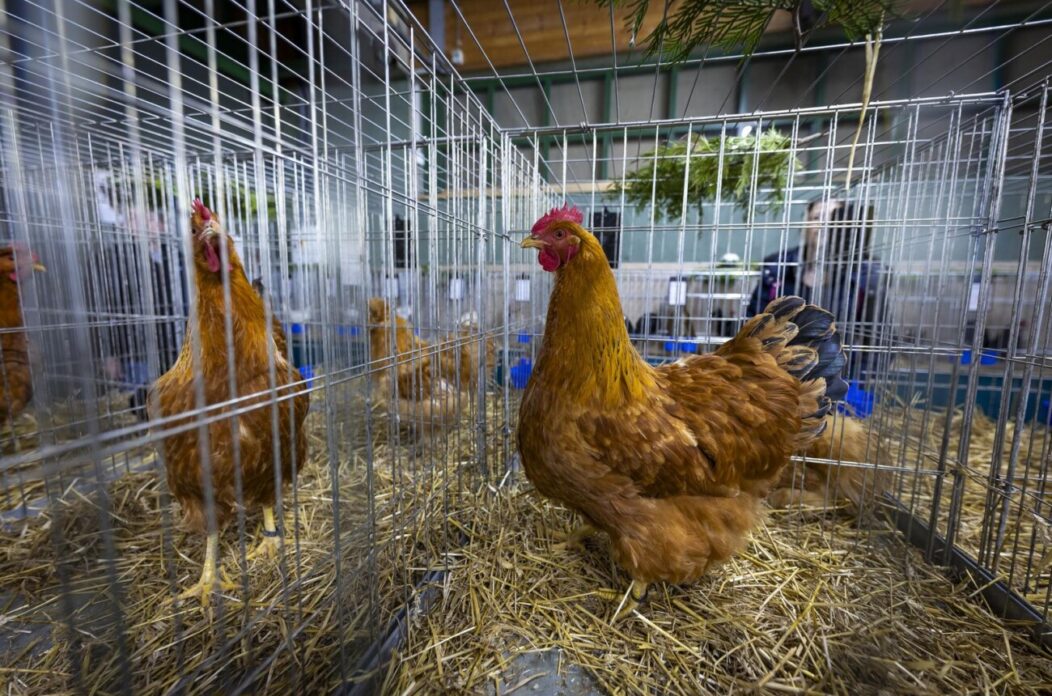 Na izložbi malih životinja birale se one najljepše: 'Bavim se ovime ...