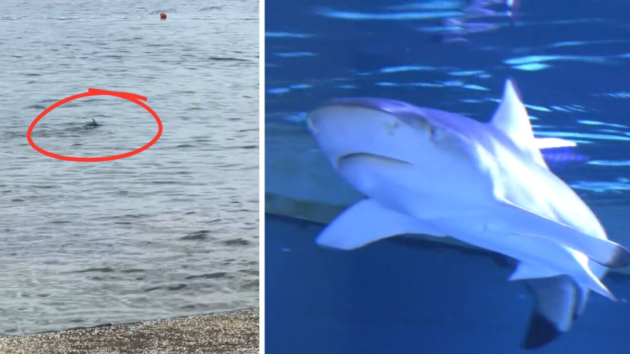 Krenula i sezona snimki peraja u moru: Jesu li u ovom plićaku morski ...