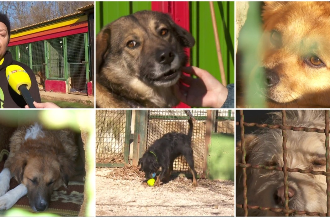 Riječki azil u problemima: 'Moguće je da neki od njih jednostavno ne ...